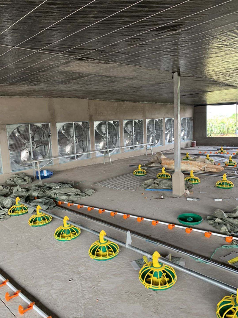 Breeder Pan Feeder Line For Chicken House Equipment Breeder Rooster ...