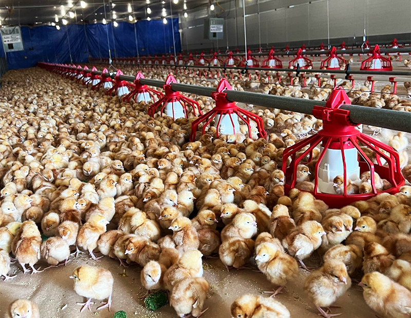 Automatic Chicken Breeding Equipment - Buy automatic chicken feeding ...